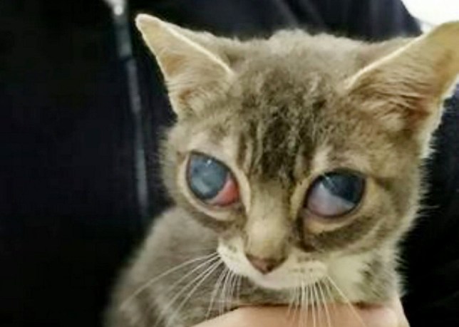 Kitten Left With Eyes Bulging Out Of Sockets After Serious Head Injury