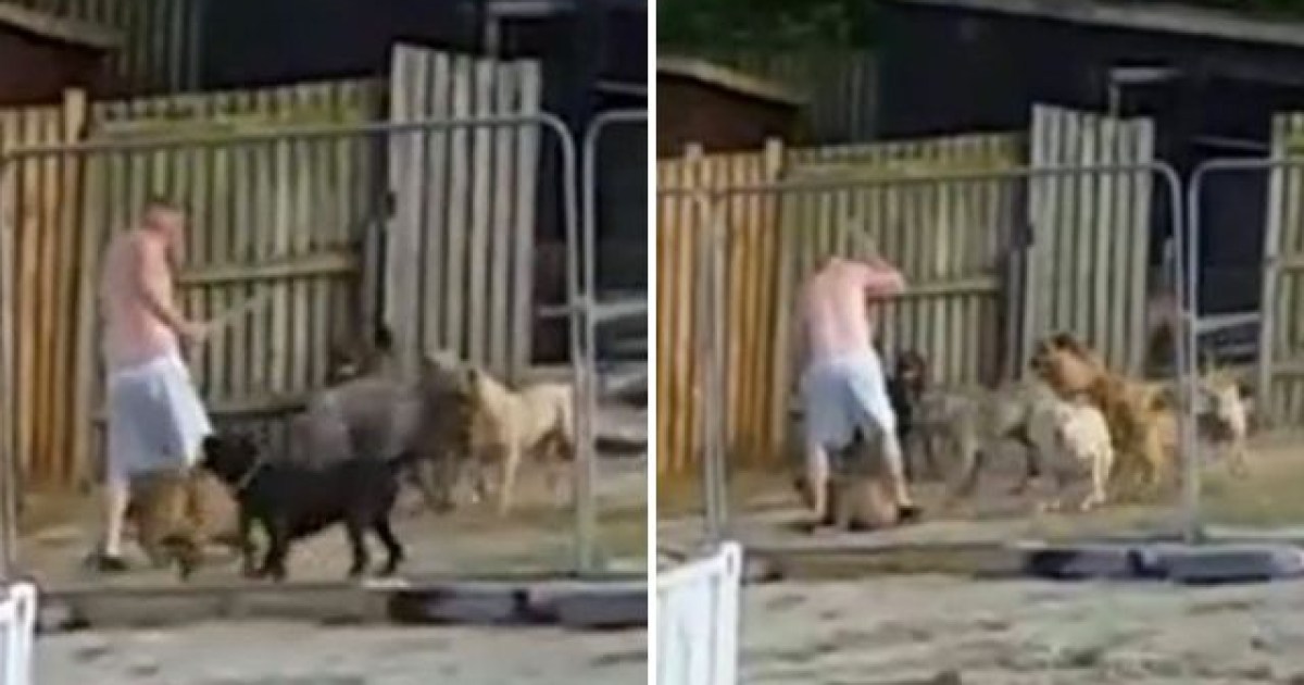 Millionaire Filmed Beating Dogs With Block Of Wood In His Garden