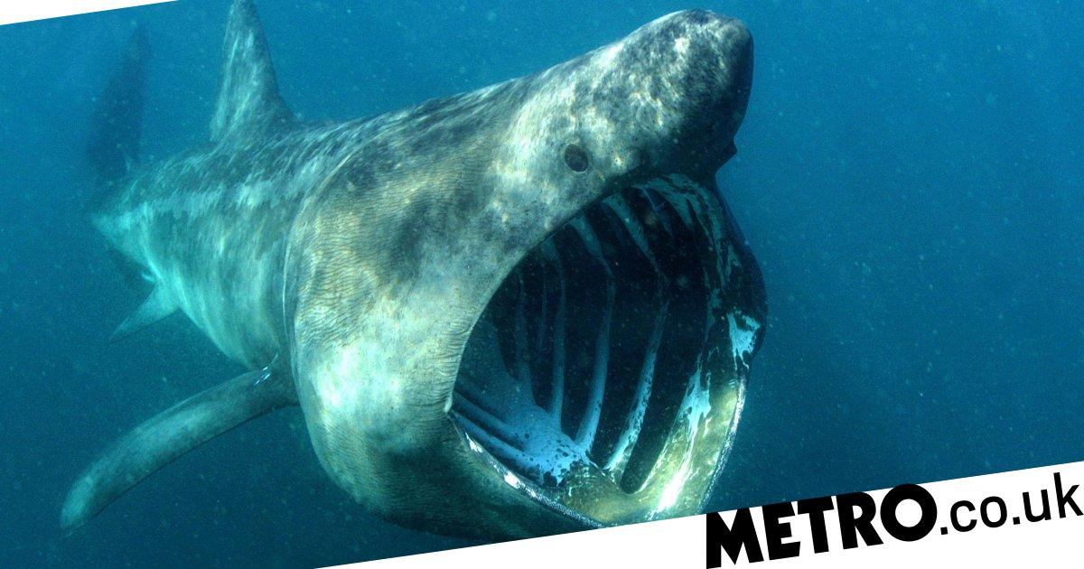 Britains Basking Sharks Captured With High Tech Sharkcam Metro News