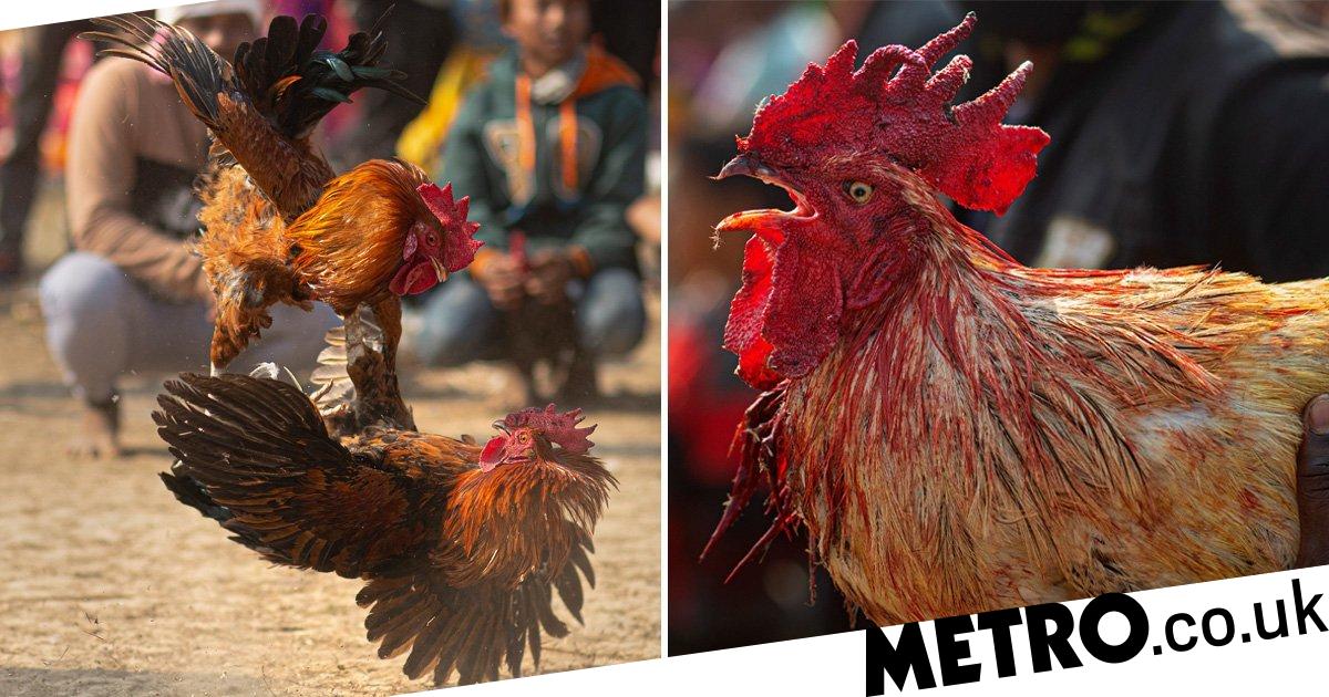 Man Slashed To Death By Rooster With A Blade During Illegal Cockfight