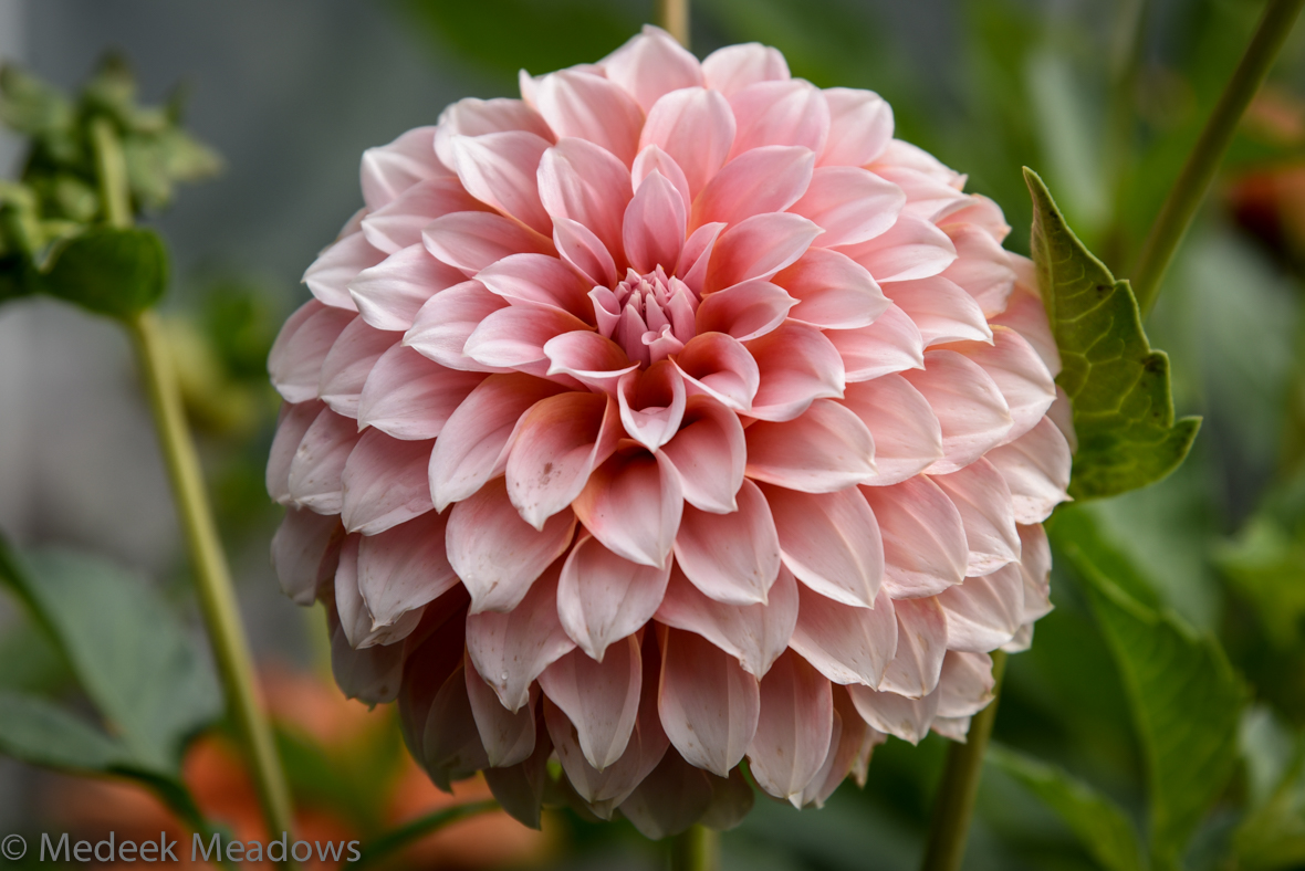 Dahlia Peaches N Cream Medeek Meadows Dahlia Farm