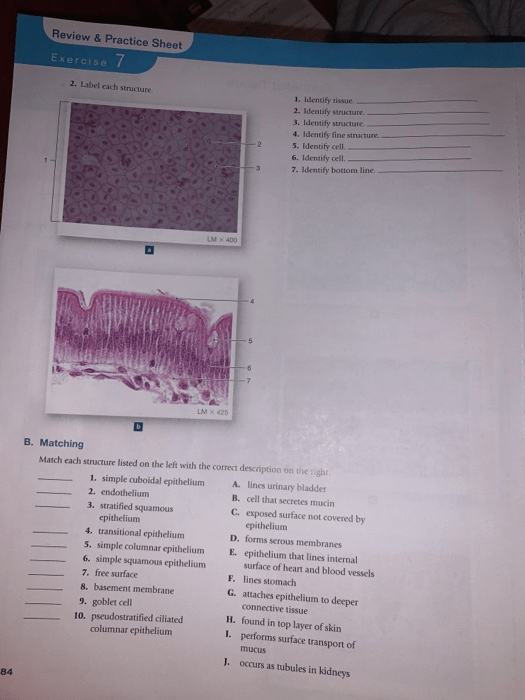 Exercise 7 Review And Practice Sheet Epithelial Tissue 34 Pages Solution