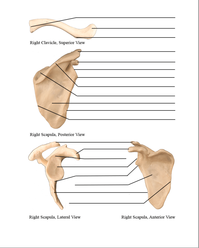 Scapula Labeling Worksheet A B Anatomic Landmarks In A Frontal And B