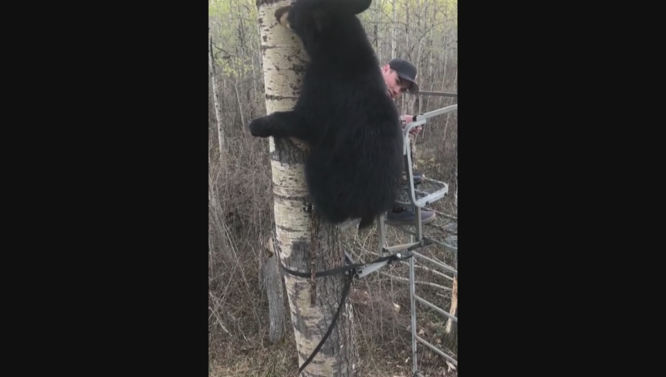 Video Of Young Hunters Encounter With Bear Cub In Alberta Goes Viral