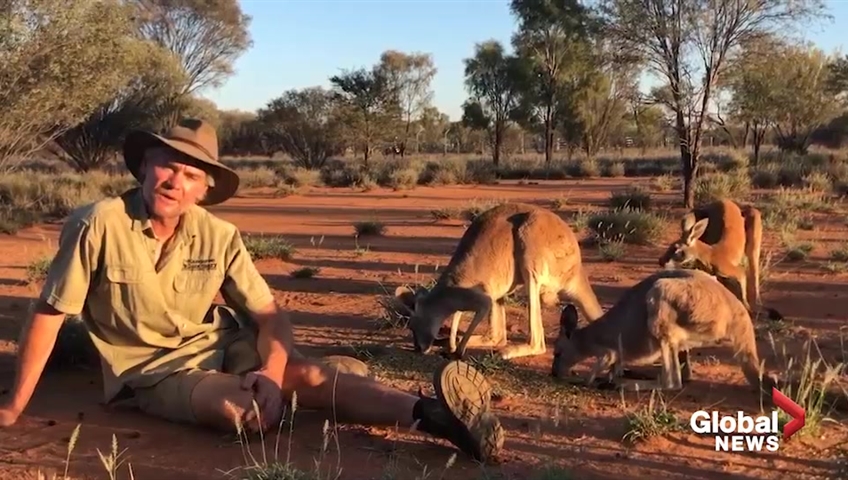 Roger The Unbelievably Ripped Kangaroo Has Died National