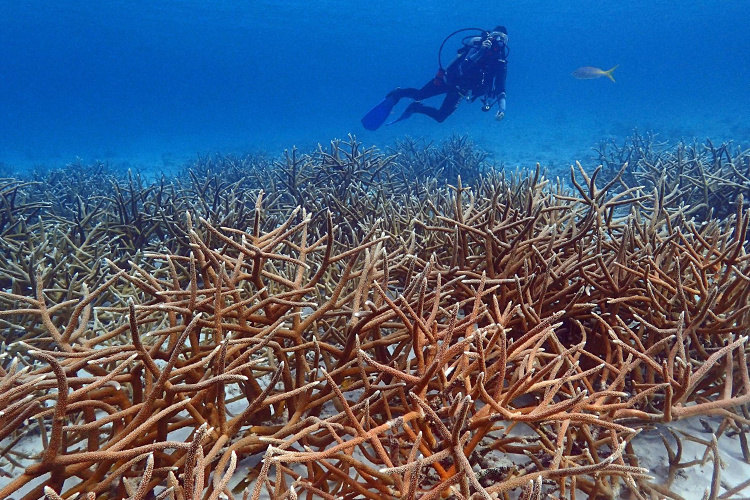 Restoring Coral Reefs 2022