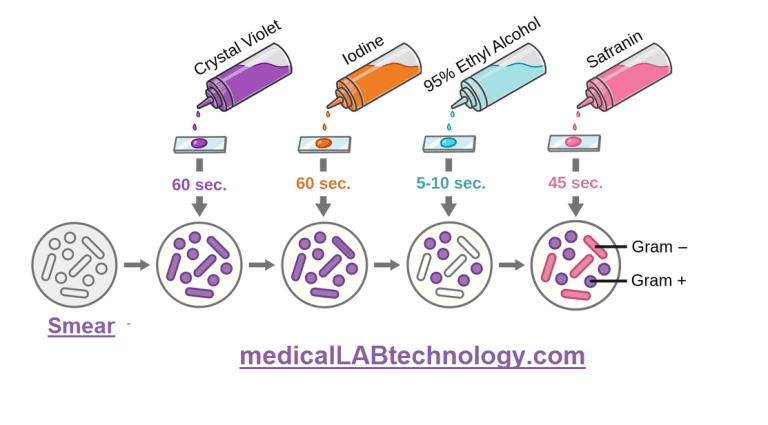 Gram Staining Procedure Principle Technique Uses