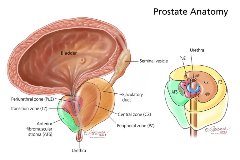 The Prostate Gland Medika Life Understanding Human Anatomy