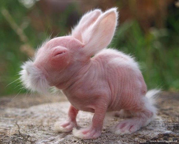 Strange Hairless Animals 14 Pictures Memolition