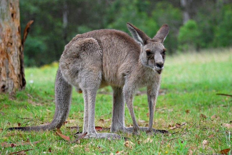 60 Incredible Kangaroos Facts