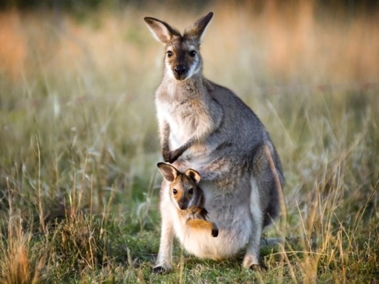 60 Incredible Kangaroos Facts