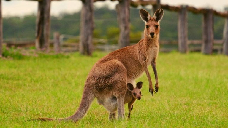 60 Incredible Kangaroos Facts