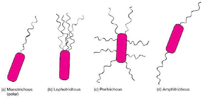 Bacterial Flagella Structure Importance And Examples Of Flagellated