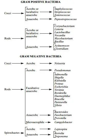 Gram Staining Principle Procedure Results • Microbe Online