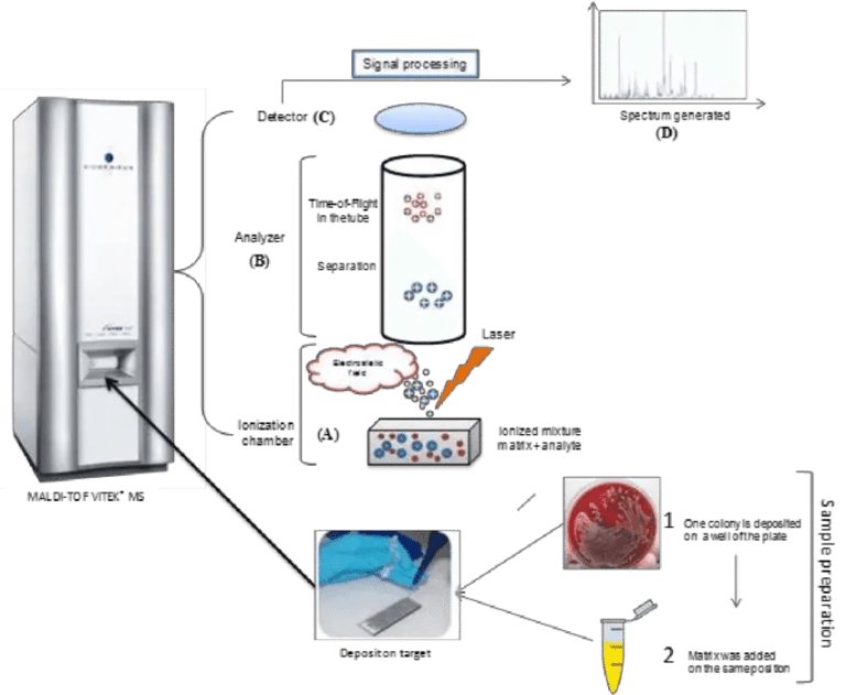 Maldi Tof Mass Spectrometry Principle Applications In Microbiology