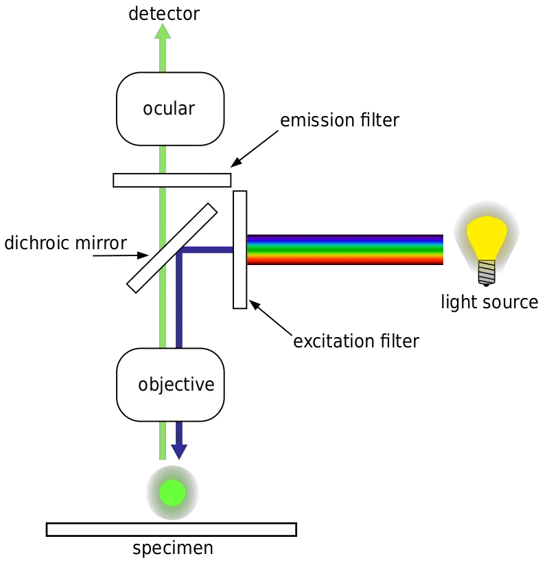 Fluorescence Microscope Principle Types Applications • Microbe Online