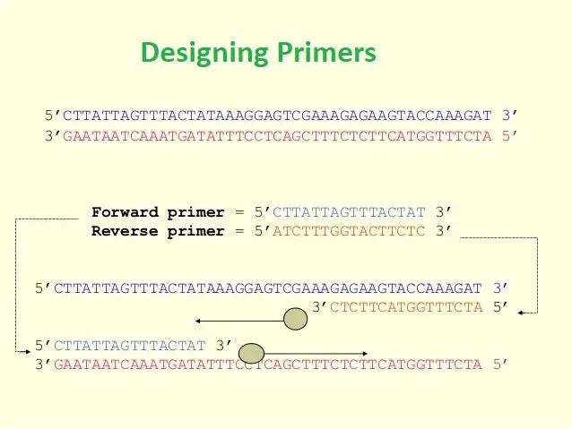 Designing Pcr Primers 6 Useful Tips • Microbe Online