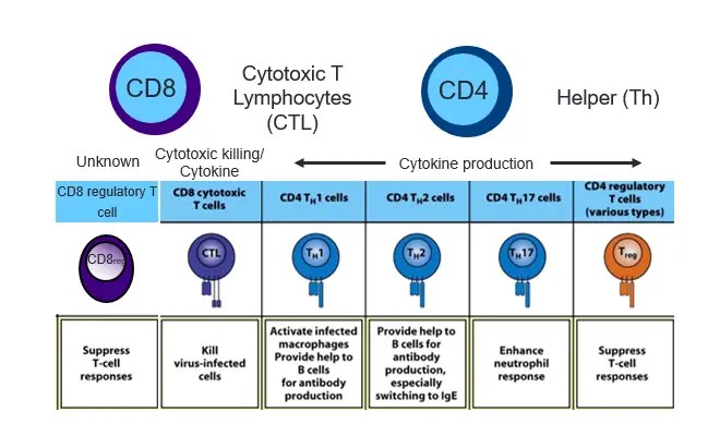 Cell Mediated Immunity Cmi T Cell Types And Functions • Microbe Online