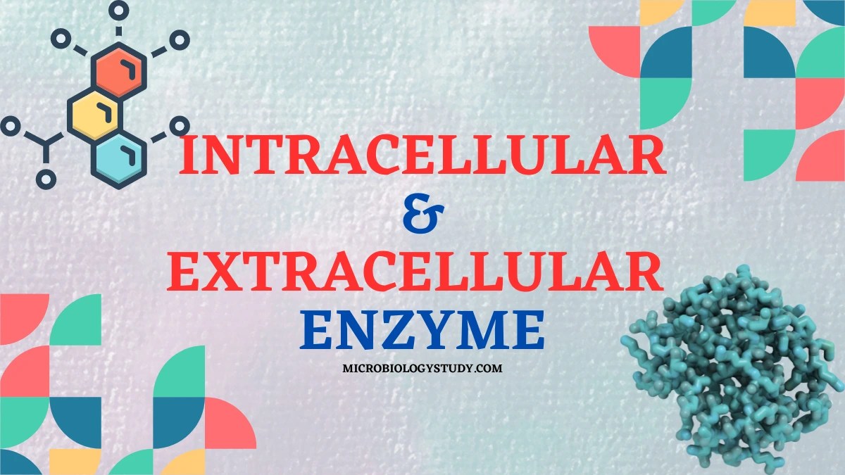 Localization Of Enzyme Intracellular And Extracellular Microbiology