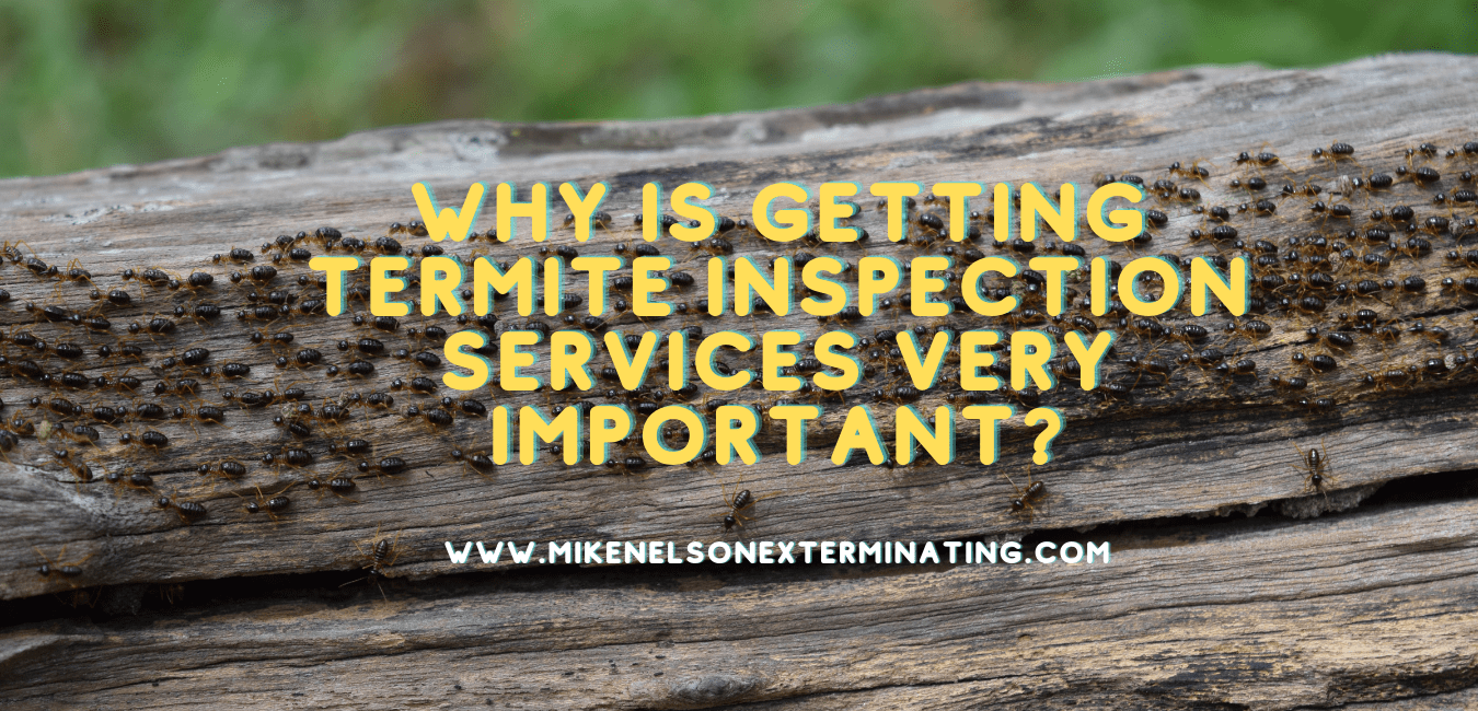 Pest And Termite Control Conroe Houston The Woodlands Spring Willis Tx