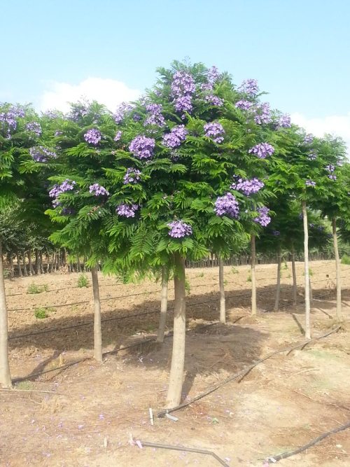 Jacaranda Bonsai Blue Shrub Of The Month Mr Plant Geek