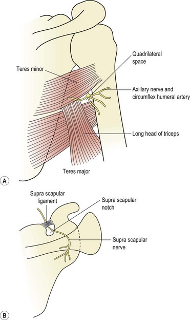 The Shoulder Musculoskeletal Key