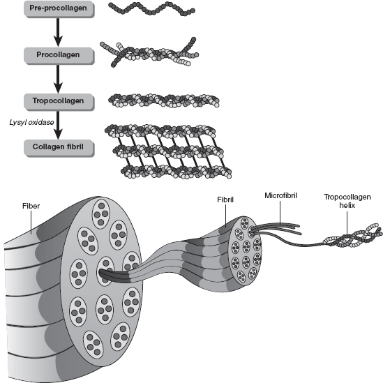 Sex Hormones Musculoskeletal Key