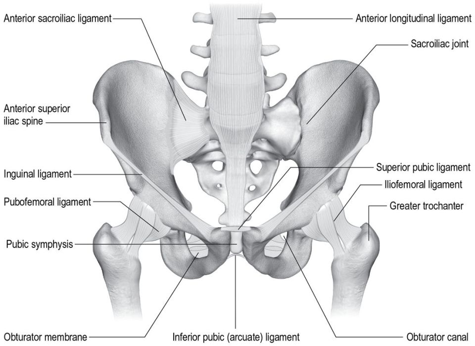 Pelvis And Hip Musculoskeletal Key