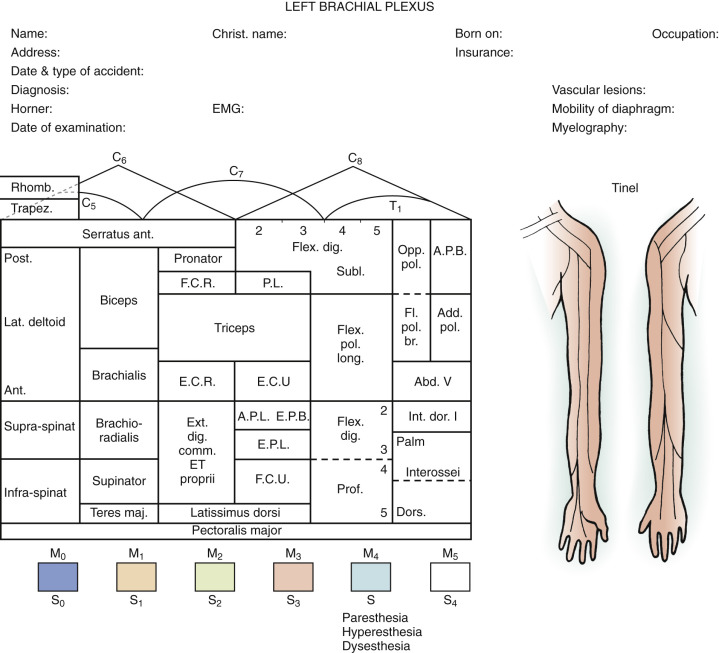 Brachial Plexus Injury Chart Images And Photos Finder