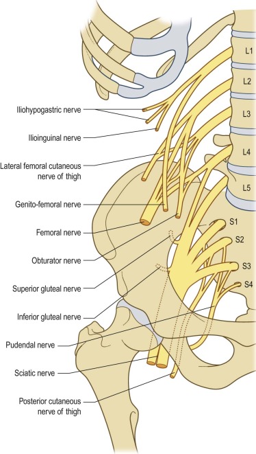 Lumbosacral Plexopathy Musculoskeletal Key