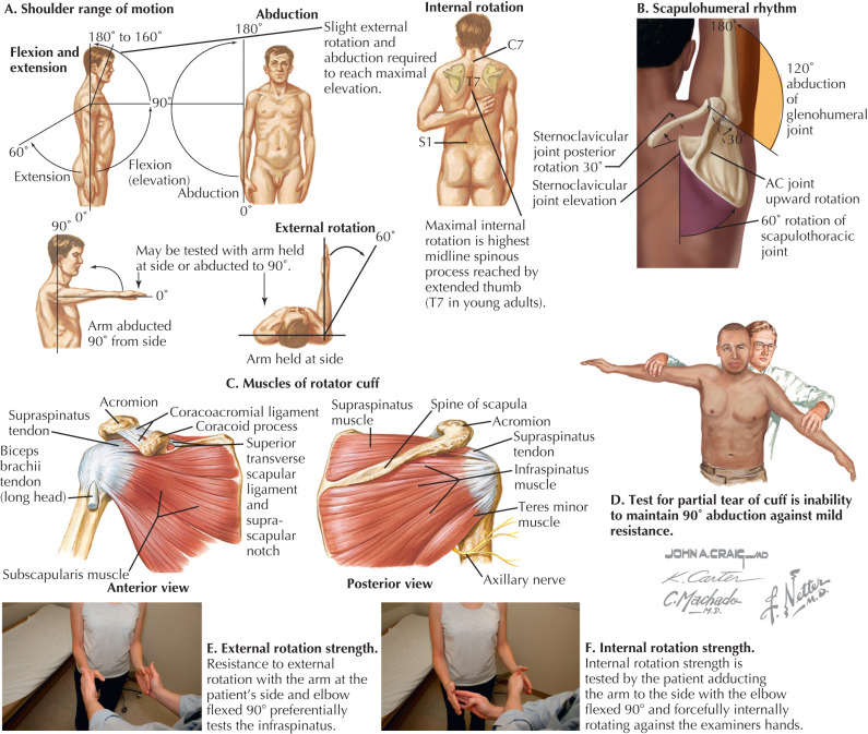 Shoulder Injuries Musculoskeletal Key