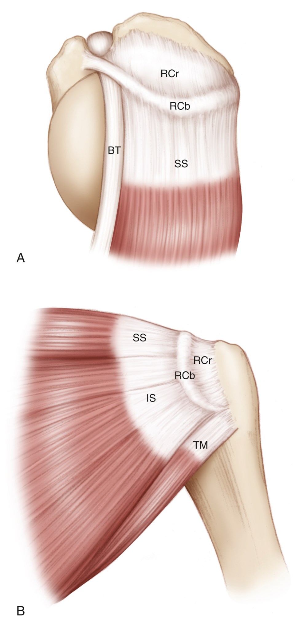 Conjoined Tendon Shoulder Anatomy Rotator Cuff Anatom