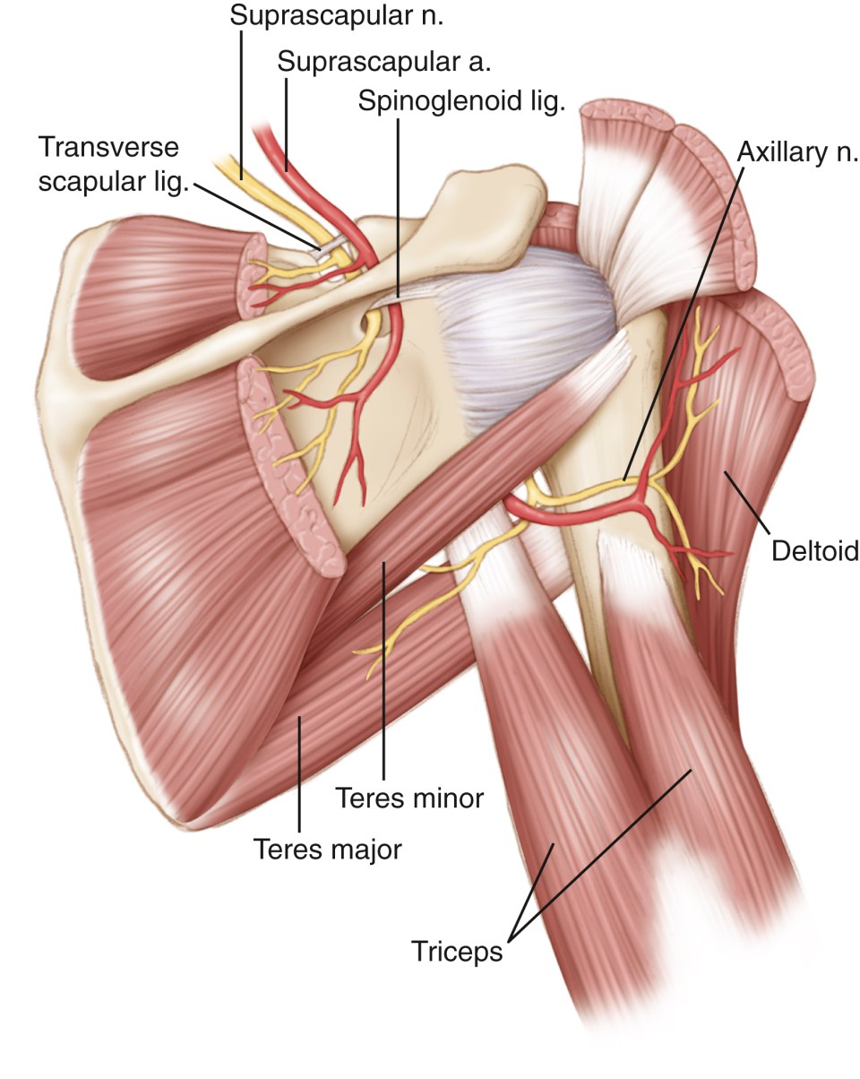 Arthroscopic Management Of Spinoglenoid And Suprascapular Notch Cysts