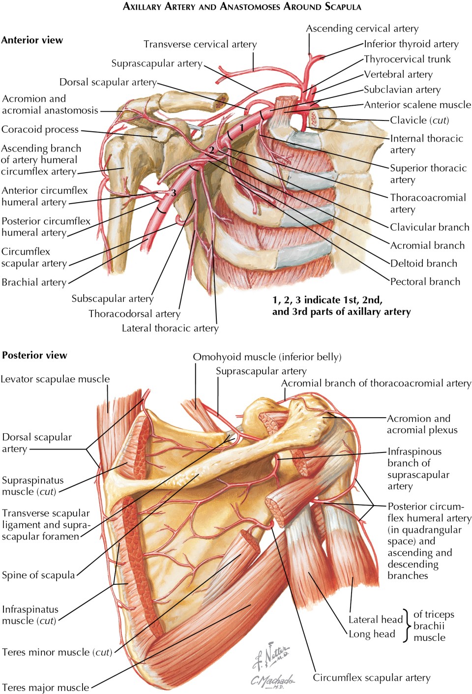 Diagram Of Rotator Cuff