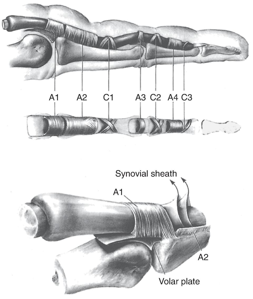 The Hand And Wrist Musculoskeletal Key