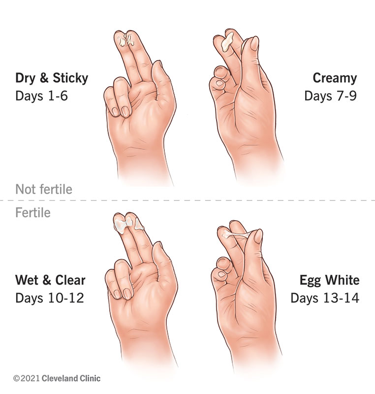 Cervical Mucus Chart Stages Tracking And Fertility 2023