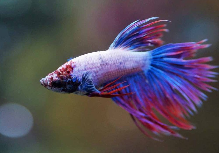 Peixe Betta Betta Splendens Guia Completo De Cuidados Myaquarium