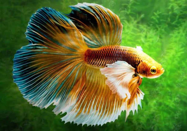 Peixe Betta Betta Splendens Guia Completo De Cuidados Myaquarium