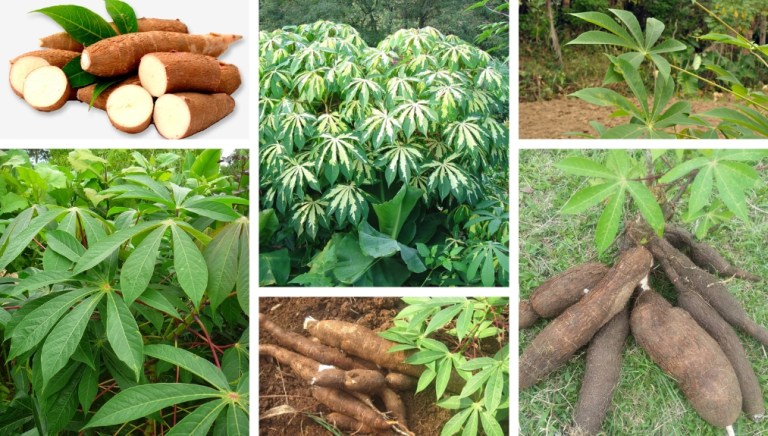 Cassava The Popular Root Vegetable And How To Grow It In Your Garden