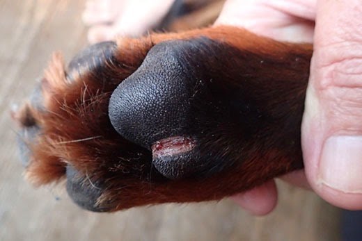 Foot Wounds In Dogs Cookies Plantar Paw Pad Injury