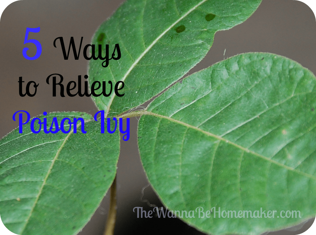 Relieve Poison Ivy 5 Ways To Relieve Poison Ivymy Four And More