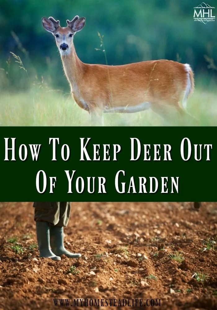 How To Keep Deer Out Of Your Garden My Homestead Life