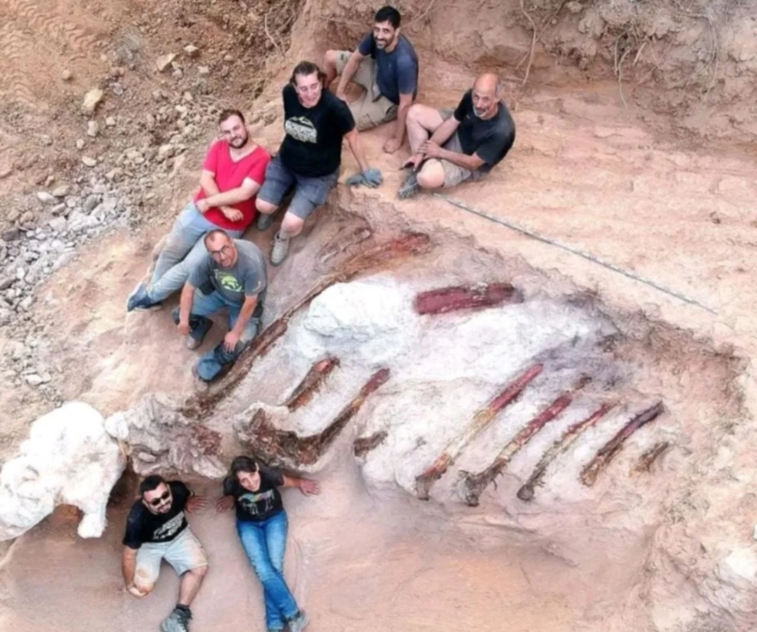 Rangka Dinosaur Terbesar Ditemui Mykmunet