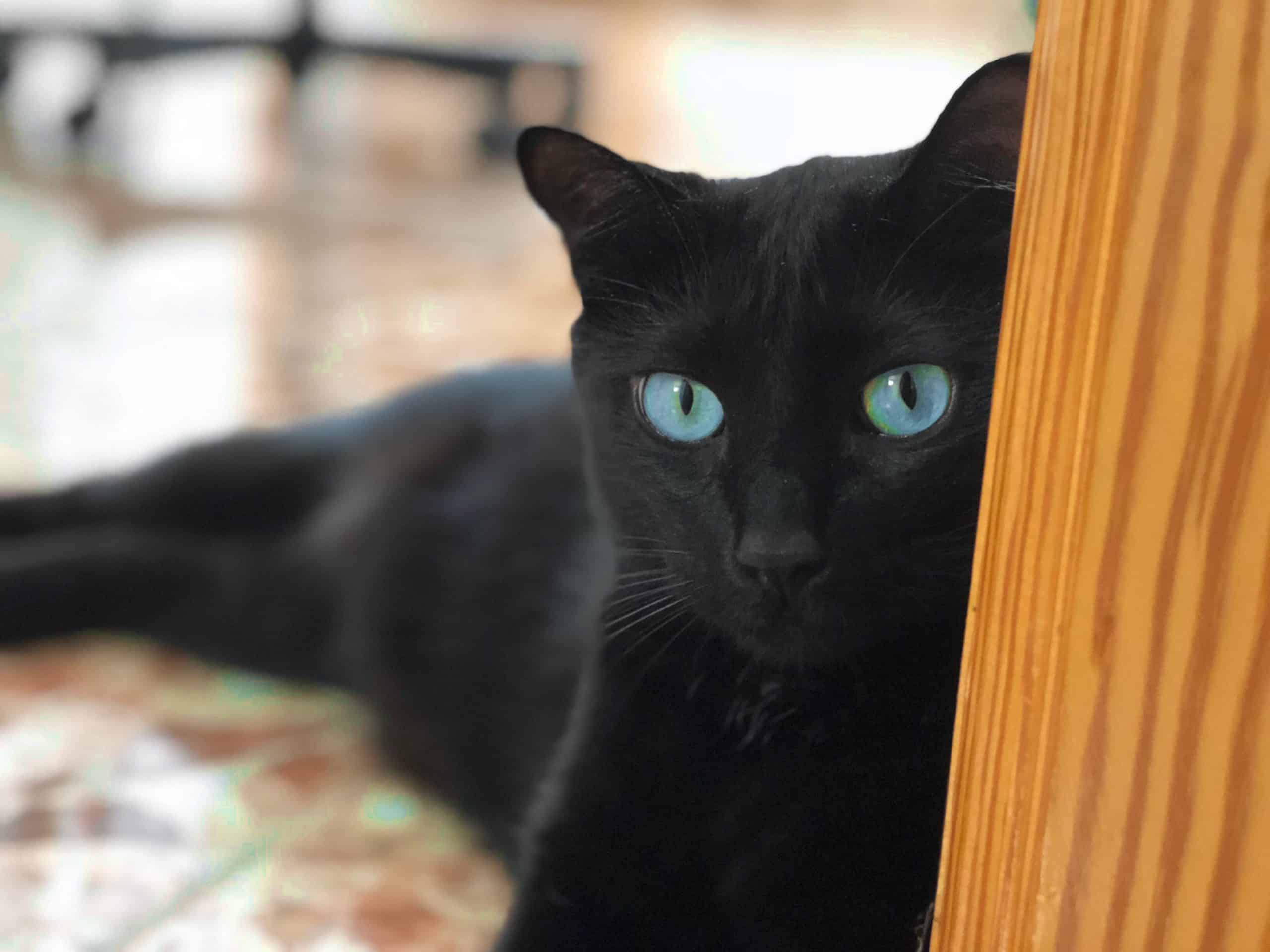 The Best 16 Pictures Of Black Cats With Blue Eyes Greatgettycircle