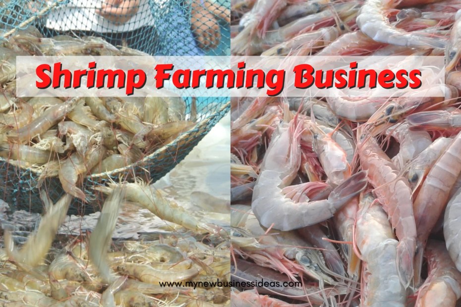 How To Start A Shrimp Farming Business