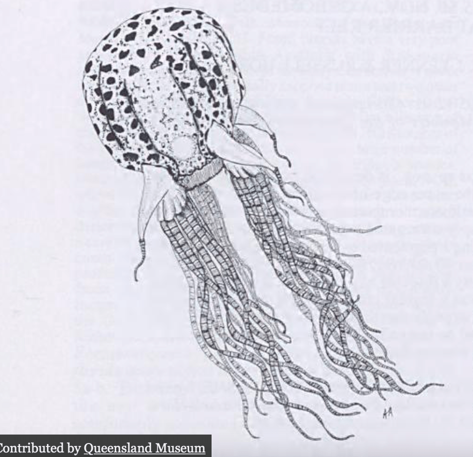 Chirodectes Maculatus Naturalists Guide