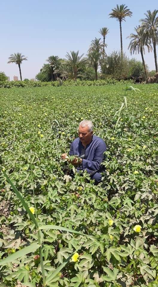 نقيب الفلاحين يكشف اسباب تراجع زراعة القطن نبض العالم