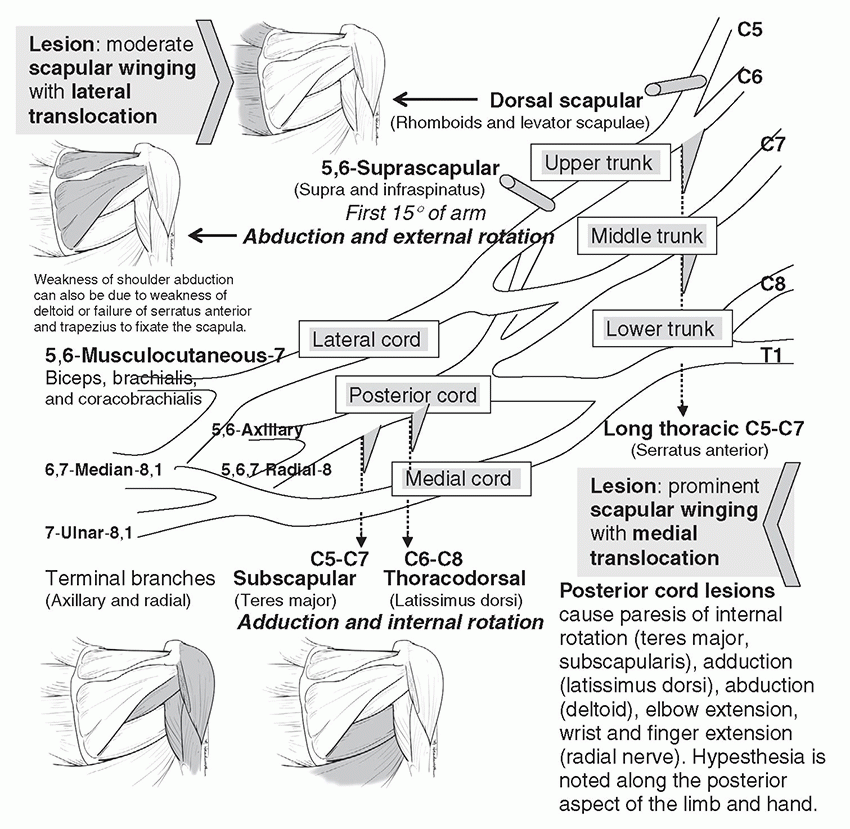 Neuromuscular Disorders Neupsy Key