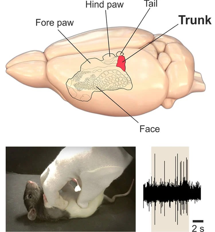 Why Are We Ticklish Neuroscience News