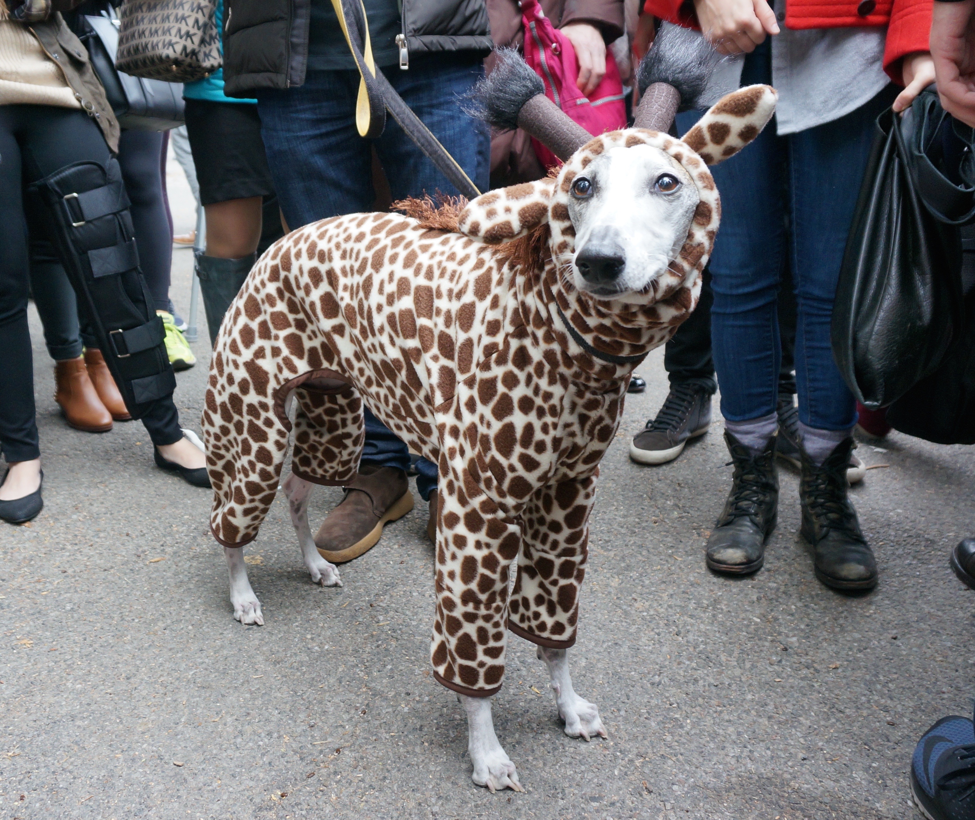 The Tompkins Square Halloween Dog Parade So Cute